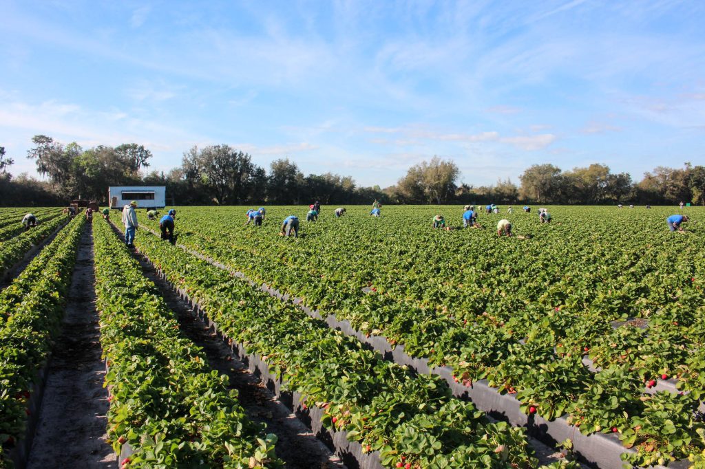 CBC Releases Castaic and Alhambra to Boost Strawberry Yields - The AG ...