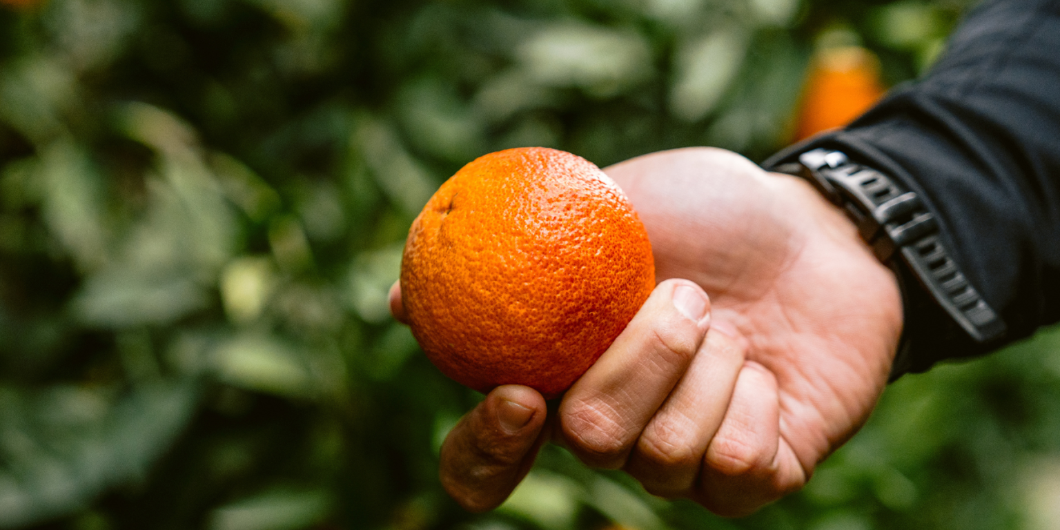 Why California’s 2025–26 Citrus Season Could Be the Most Weather‑Driven ...
