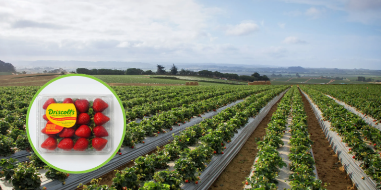 The Strawberry Capital of the World Has The Second-Highest Childhood ...